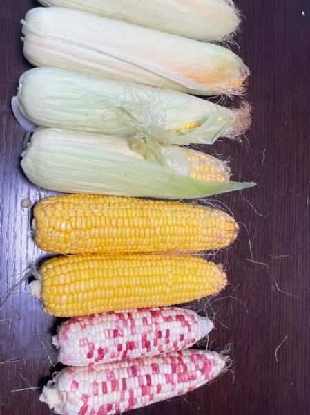 水果玉米图片大全大图_水果玉米和普通玉米区别-第1张图片-山城妙识 水果玉米图片大全大图_水果玉米和普通玉米区别-第1张图片-山城妙识