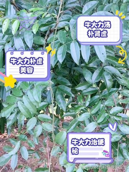 牛大力有什么功效与作用_牛大力主治什么病-第1张图片-山城妙识 牛大力有什么功效与作用_牛大力主治什么病-第1张图片-山城妙识