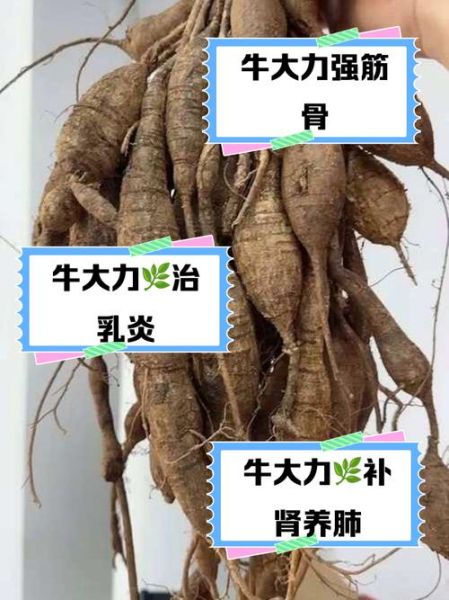 牛大力有什么功效与作用_牛大力主治什么病-第2张图片-山城妙识 牛大力有什么功效与作用_牛大力主治什么病-第2张图片-山城妙识