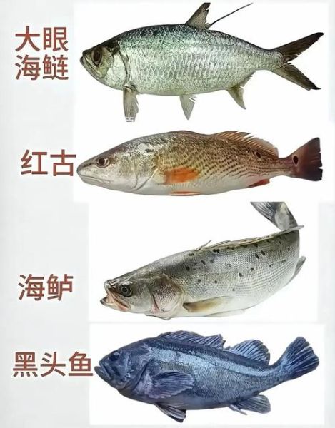 常吃的海鱼有哪些_海鱼图片大全怎么认-第3张图片-山城妙识 常吃的海鱼有哪些_海鱼图片大全怎么认-第3张图片-山城妙识
