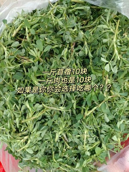 苜蓿菜一斤多少钱_苜蓿菜价格受哪些因素影响-第2张图片-山城妙识 苜蓿菜一斤多少钱_苜蓿菜价格受哪些因素影响-第2张图片-山城妙识