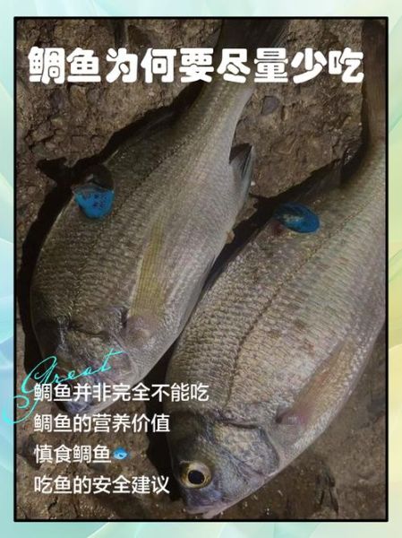 鲷鱼的营养价值_什么人不能吃鲷鱼-第1张图片-山城妙识 鲷鱼的营养价值_什么人不能吃鲷鱼-第1张图片-山城妙识