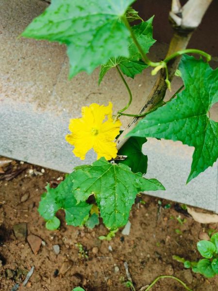 丝瓜向日葵草莓鸭脖小猪_哪个更适合做夜宵-第1张图片-山城妙识 丝瓜向日葵草莓鸭脖小猪_哪个更适合做夜宵-第1张图片-山城妙识