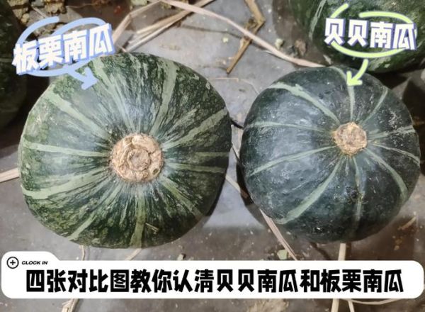 南瓜品种有哪些_如何区分常见南瓜-第2张图片-山城妙识