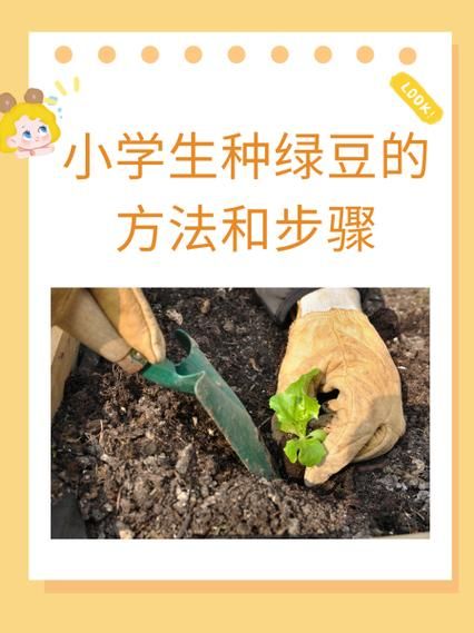 小学生杯子种绿豆步骤_绿豆几天发芽-第1张图片-山城妙识