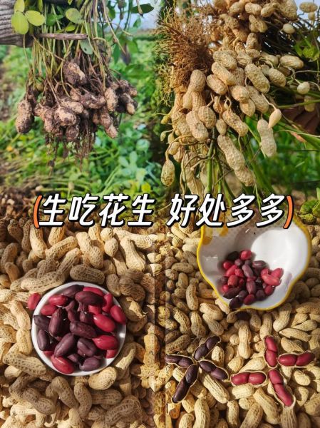 什么时候吃花生最好_花生一天吃多少合适-第1张图片-山城妙识 什么时候吃花生最好_花生一天吃多少合适-第1张图片-山城妙识