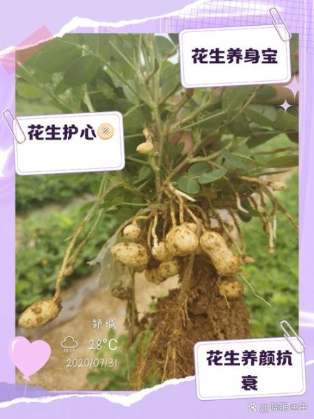 什么时候吃花生最好_花生一天吃多少合适-第3张图片-山城妙识 什么时候吃花生最好_花生一天吃多少合适-第3张图片-山城妙识
