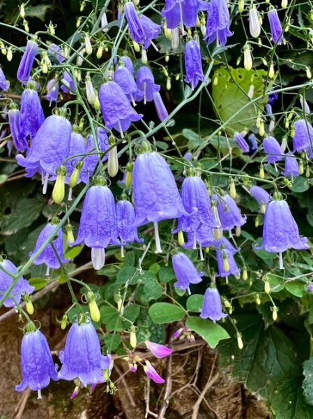 野生沙参长什么样_野生沙参和种植沙参区别-第2张图片-山城妙识 野生沙参长什么样_野生沙参和种植沙参区别-第2张图片-山城妙识