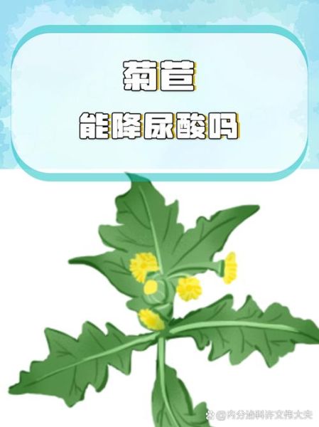 菊苣的功效与作用_菊苣能降尿酸吗-第1张图片-山城妙识