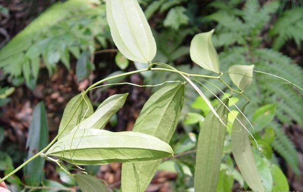 茯苓长什么样子_茯苓叶子图片大全-第3张图片-山城妙识 茯苓长什么样子_茯苓叶子图片大全-第3张图片-山城妙识