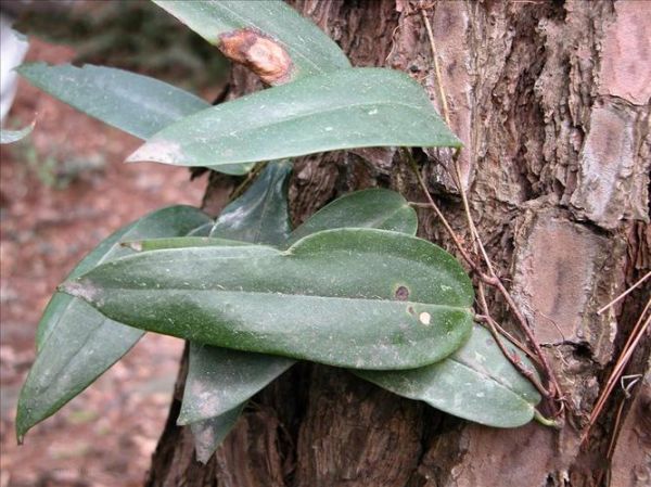 茯苓长什么样子_茯苓叶子图片大全-第1张图片-山城妙识 茯苓长什么样子_茯苓叶子图片大全-第1张图片-山城妙识