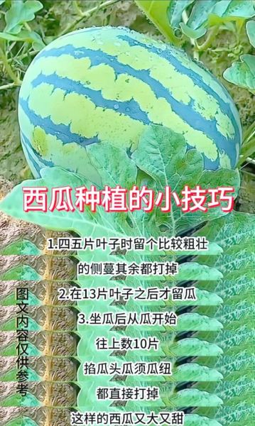 西瓜子怎么种植_西瓜子种植方法步骤-第2张图片-山城妙识