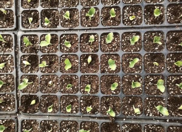 西瓜子怎么种植_西瓜子种植方法步骤-第3张图片-山城妙识