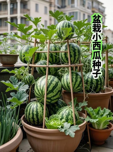 西瓜子怎么种植_西瓜子种植方法步骤-第1张图片-山城妙识