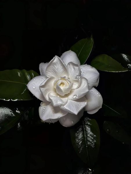 栀子花图片大全_如何拍摄出高清质感-第1张图片-山城妙识 栀子花图片大全_如何拍摄出高清质感-第1张图片-山城妙识