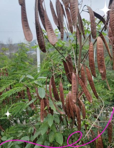 皂角洗头有什么危害_皂角洗头会导致脱发吗-第3张图片-山城妙识 皂角洗头有什么危害_皂角洗头会导致脱发吗-第3张图片-山城妙识