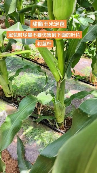 甜玉米怎么种_甜玉米种植技术与管理-第2张图片-山城妙识 甜玉米怎么种_甜玉米种植技术与管理-第2张图片-山城妙识