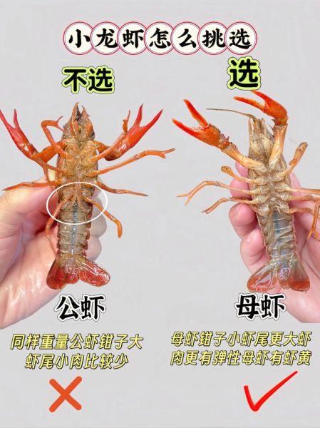 龙虾种类有哪些_如何区分常见龙虾品种-第3张图片-山城妙识 龙虾种类有哪些_如何区分常见龙虾品种-第3张图片-山城妙识