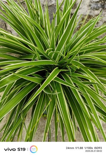 粽子叶怎么处理才能包粽子_粽子叶要泡多久-第2张图片-山城妙识