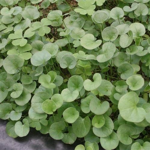 马蹄金草种怎么种_马蹄金草种多久能发芽-第3张图片-山城妙识 马蹄金草种怎么种_马蹄金草种多久能发芽-第3张图片-山城妙识