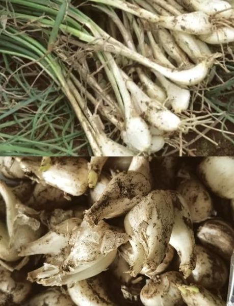 藠头和藠头的区别图片_藠头是不是藠头-第1张图片-山城妙识 藠头和藠头的区别图片_藠头是不是藠头-第1张图片-山城妙识