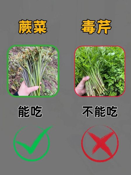 野菜有哪些_如何辨别100种野菜-第3张图片-山城妙识 野菜有哪些_如何辨别100种野菜-第3张图片-山城妙识