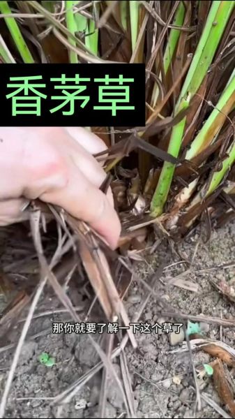 香茅草是什么味道_香茅草味道像什么-第2张图片-山城妙识 香茅草是什么味道_香茅草味道像什么-第2张图片-山城妙识