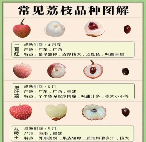 荔枝品种有哪些_如何挑选最好吃的荔枝-第1张图片-山城妙识 荔枝品种有哪些_如何挑选最好吃的荔枝-第1张图片-山城妙识