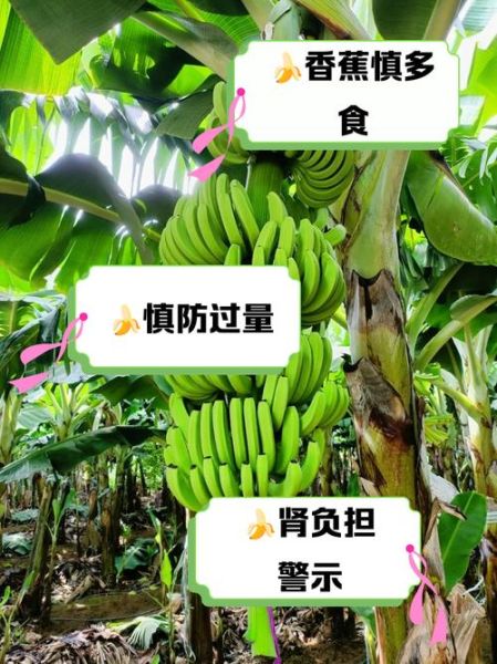 香蕉吃多了会怎么样_香蕉一天吃几根最好-第1张图片-山城妙识