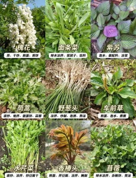 野菜图片怎么识别_常见野菜有哪些-第3张图片-山城妙识