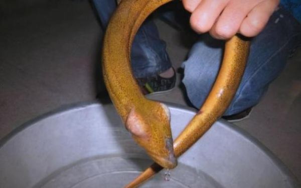 望月鳝真的存在吗_望月鳝是什么动物-第2张图片-山城妙识 望月鳝真的存在吗_望月鳝是什么动物-第2张图片-山城妙识