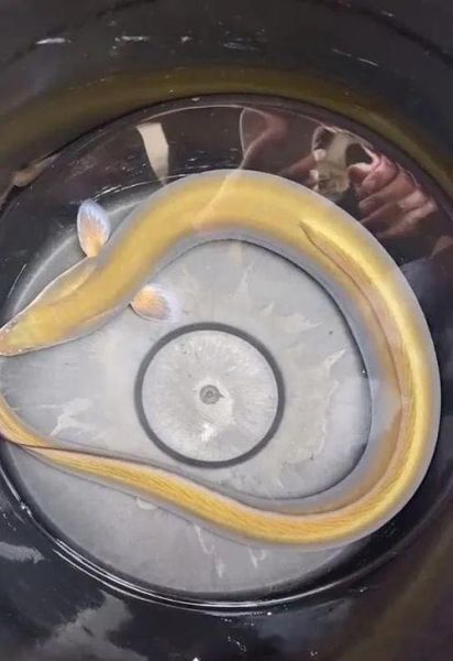 望月鳝真的存在吗_望月鳝是什么动物-第3张图片-山城妙识 望月鳝真的存在吗_望月鳝是什么动物-第3张图片-山城妙识