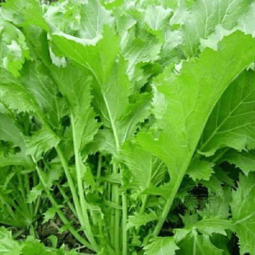 雪里红是什么菜_什么时候种-第2张图片-山城妙识 雪里红是什么菜_什么时候种-第2张图片-山城妙识