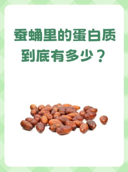 蚕蛹一天吃多少合适_蚕蛹每日摄入量-第3张图片-山城妙识 蚕蛹一天吃多少合适_蚕蛹每日摄入量-第3张图片-山城妙识