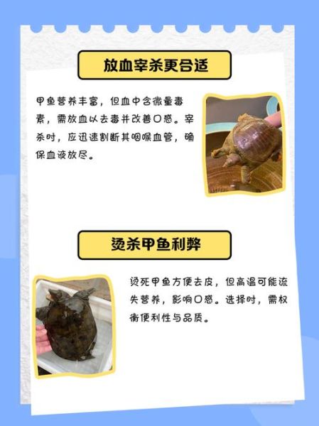 杀甲鱼的正确方法_如何快速放血去腥-第3张图片-山城妙识