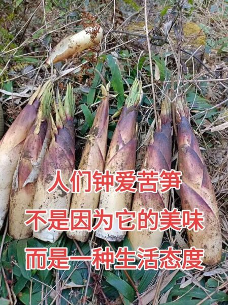 苦笋不能和什么一起吃_苦笋哪些人不能吃-第3张图片-山城妙识