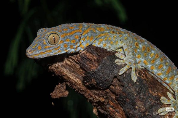 蛤蚧图片_蛤蚧真假怎么分辨-第2张图片-山城妙识 蛤蚧图片_蛤蚧真假怎么分辨-第2张图片-山城妙识