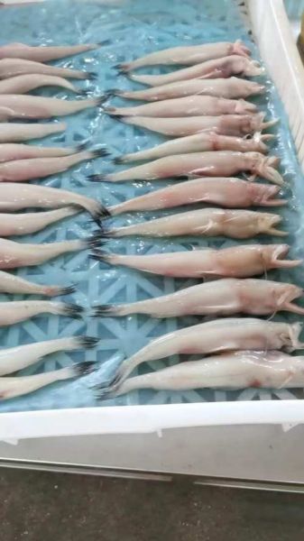 水潺鱼多少钱一斤_水潺鱼价格走势-第3张图片-山城妙识