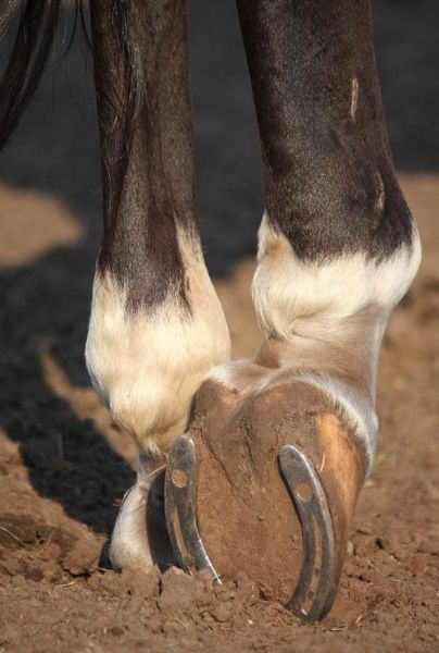 马蹄形状图片_马蹄铁寓意-第2张图片-山城妙识 马蹄形状图片_马蹄铁寓意-第2张图片-山城妙识