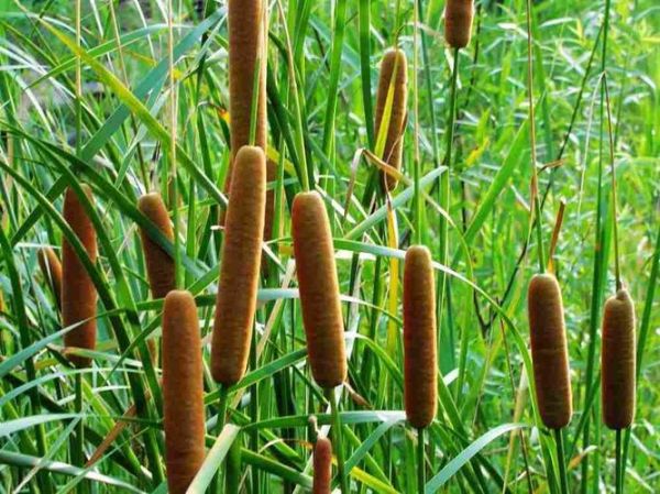 蒲棒的功效与作用_蒲棒怎么吃最好-第2张图片-山城妙识