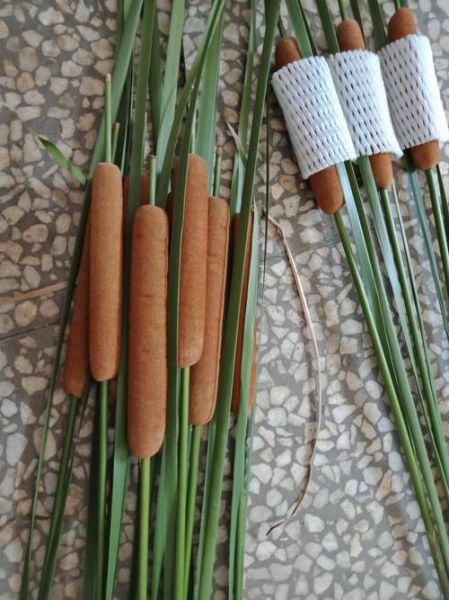 蒲棒的功效与作用_蒲棒怎么吃最好-第1张图片-山城妙识