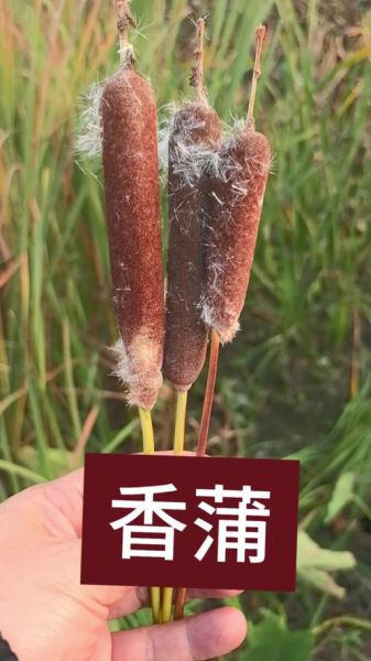 蒲棒的功效与作用_蒲棒怎么吃最好-第3张图片-山城妙识