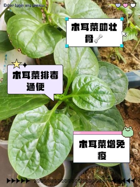 木耳菜的营养价值及功效与作用_木耳菜怎么吃最营养-第2张图片-山城妙识 木耳菜的营养价值及功效与作用_木耳菜怎么吃最营养-第2张图片-山城妙识