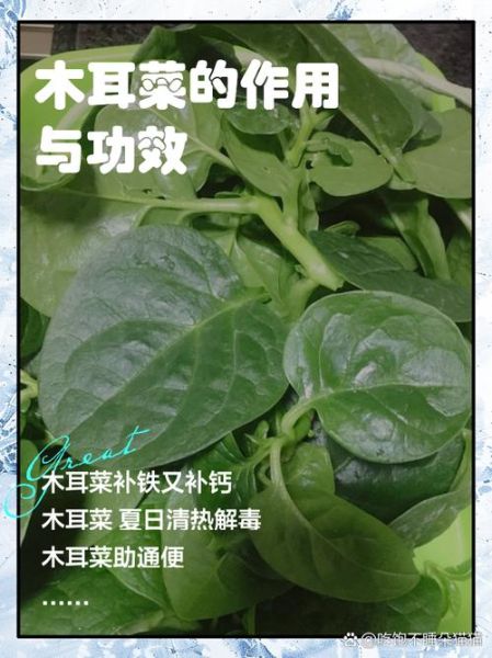 木耳菜的营养价值及功效与作用_木耳菜怎么吃最营养-第1张图片-山城妙识 木耳菜的营养价值及功效与作用_木耳菜怎么吃最营养-第1张图片-山城妙识