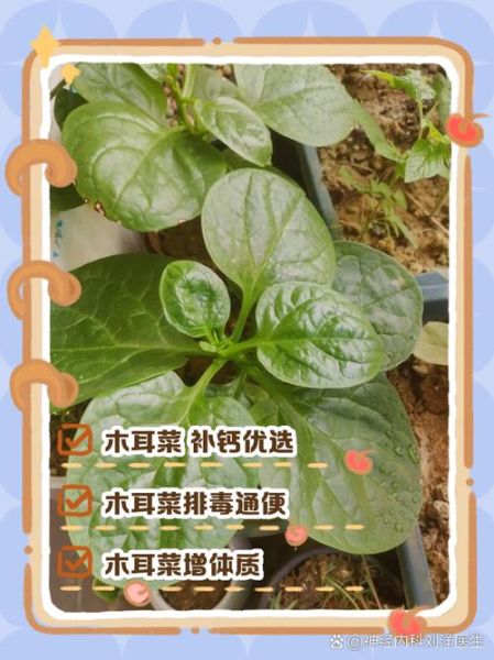 木耳菜的营养价值及功效与作用_木耳菜怎么吃最营养-第3张图片-山城妙识 木耳菜的营养价值及功效与作用_木耳菜怎么吃最营养-第3张图片-山城妙识