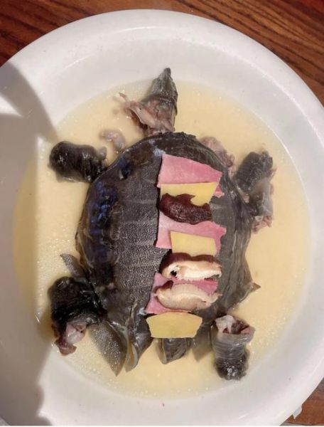 清蒸甲鱼要蒸多久_甲鱼蒸多久才熟-第1张图片-山城妙识 清蒸甲鱼要蒸多久_甲鱼蒸多久才熟-第1张图片-山城妙识