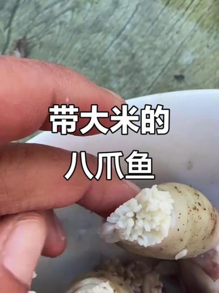八爪鱼的大米是什么_八爪鱼大米真的存在吗-第1张图片-山城妙识 八爪鱼的大米是什么_八爪鱼大米真的存在吗-第1张图片-山城妙识
