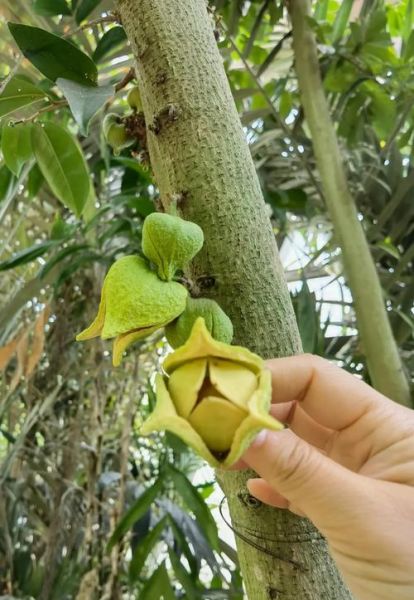 刺果番荔枝树图片_刺果番荔枝树怎么种-第1张图片-山城妙识 刺果番荔枝树图片_刺果番荔枝树怎么种-第1张图片-山城妙识