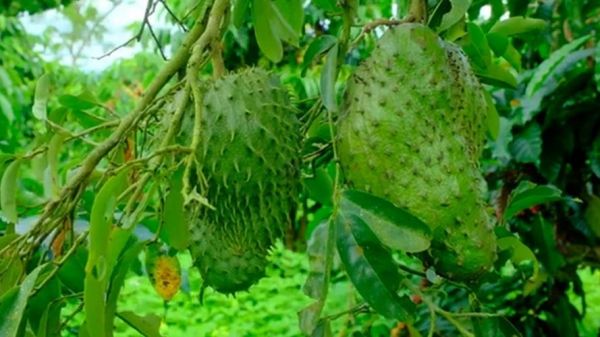 刺果番荔枝树图片_刺果番荔枝树怎么种-第3张图片-山城妙识 刺果番荔枝树图片_刺果番荔枝树怎么种-第3张图片-山城妙识