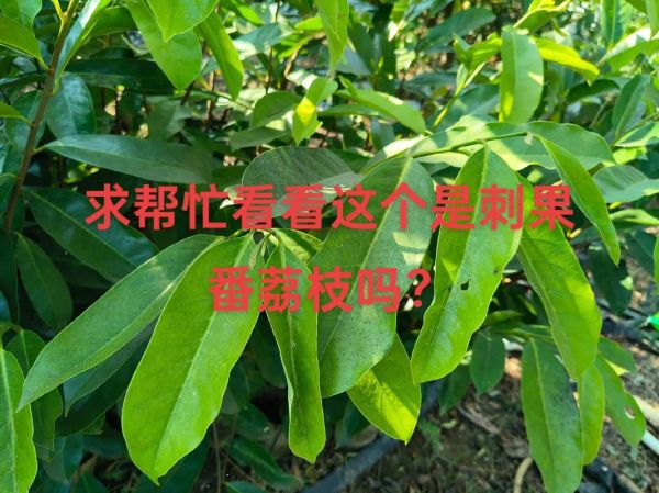 刺果番荔枝树图片_刺果番荔枝树怎么种-第2张图片-山城妙识 刺果番荔枝树图片_刺果番荔枝树怎么种-第2张图片-山城妙识